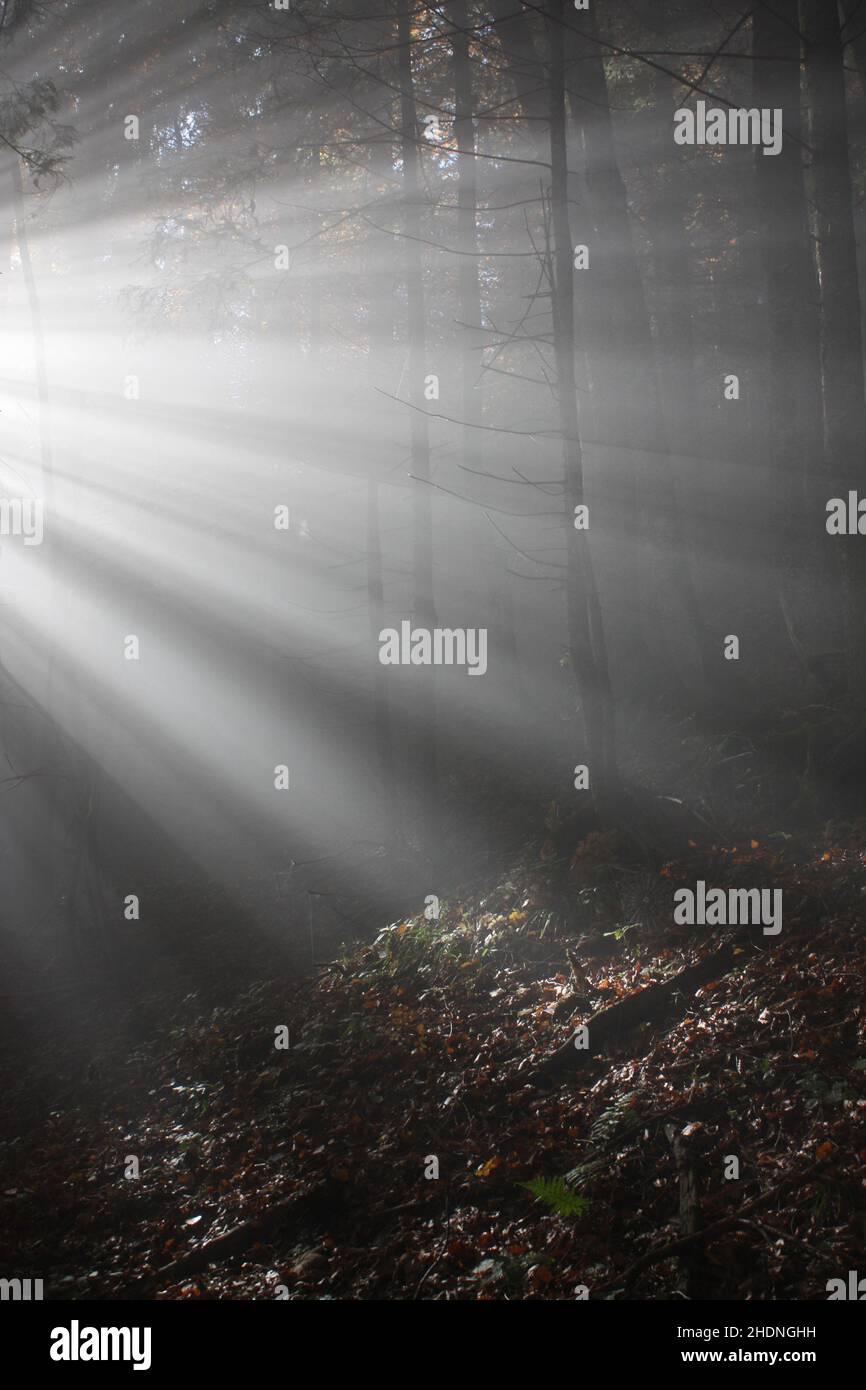 forest, sunbeams, deciduous forest, forests, wood, woodland, woods, sun ...