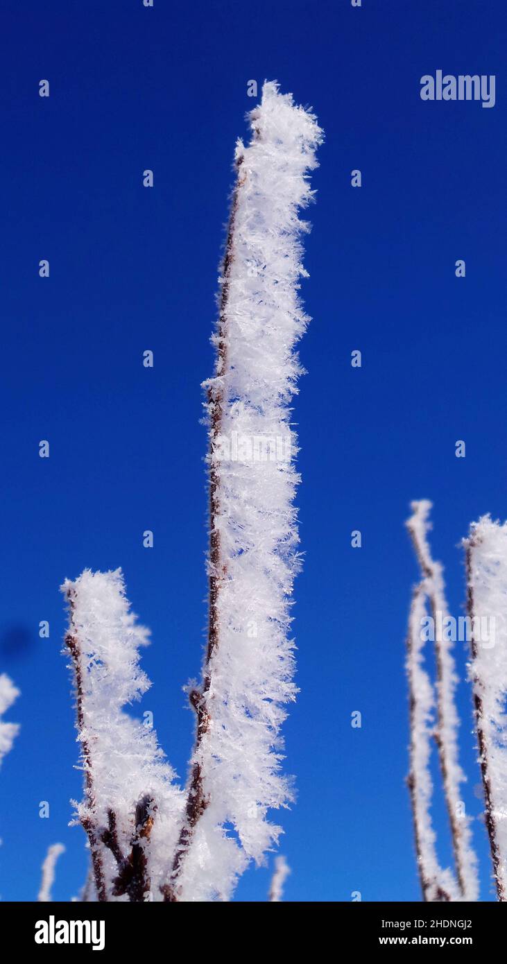 frost, rime, ice crystal, frosts, rimes, ice crystals Stock Photo - Alamy