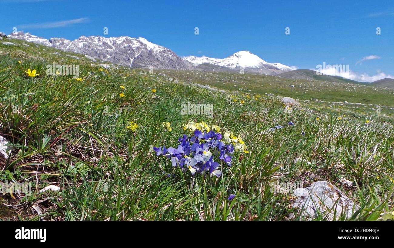 Pastures outdoor outside outdoors hi-res stock photography and images ...