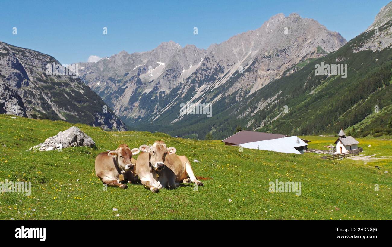 cows, tirol, alm summer, cow, tirols Stock Photo - Alamy
