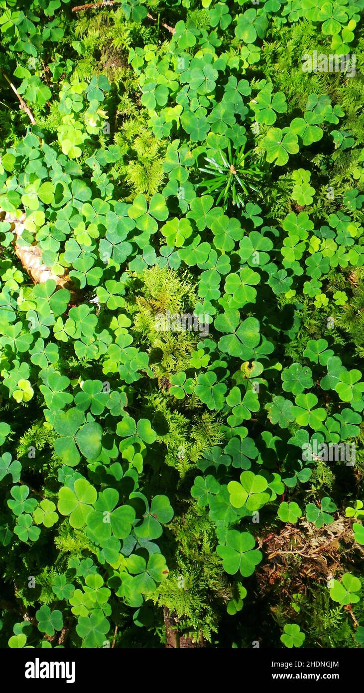 Sour clover plants hi-res stock photography and images - Alamy