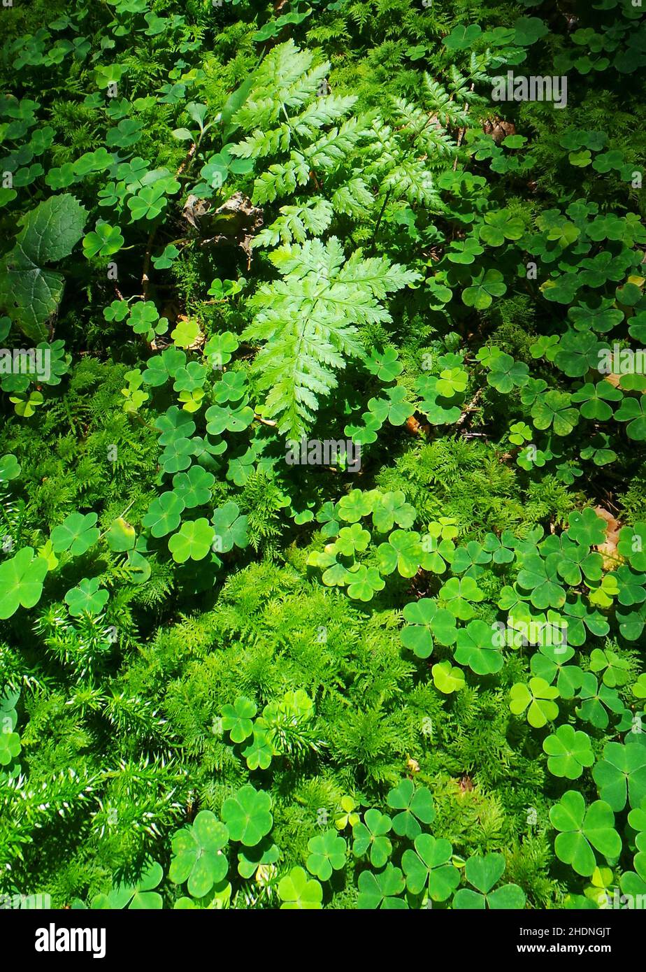 clover, forest, forest sour clover, clovers, forests, wood, woodland ...