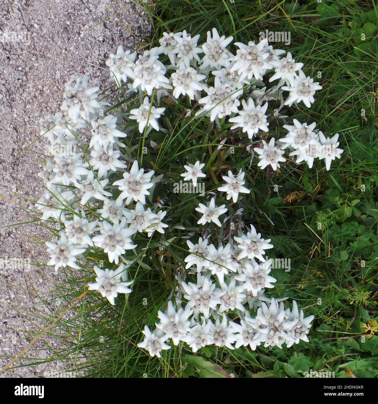alpine flower, edelweiss, alpine flowers Stock Photo - Alamy