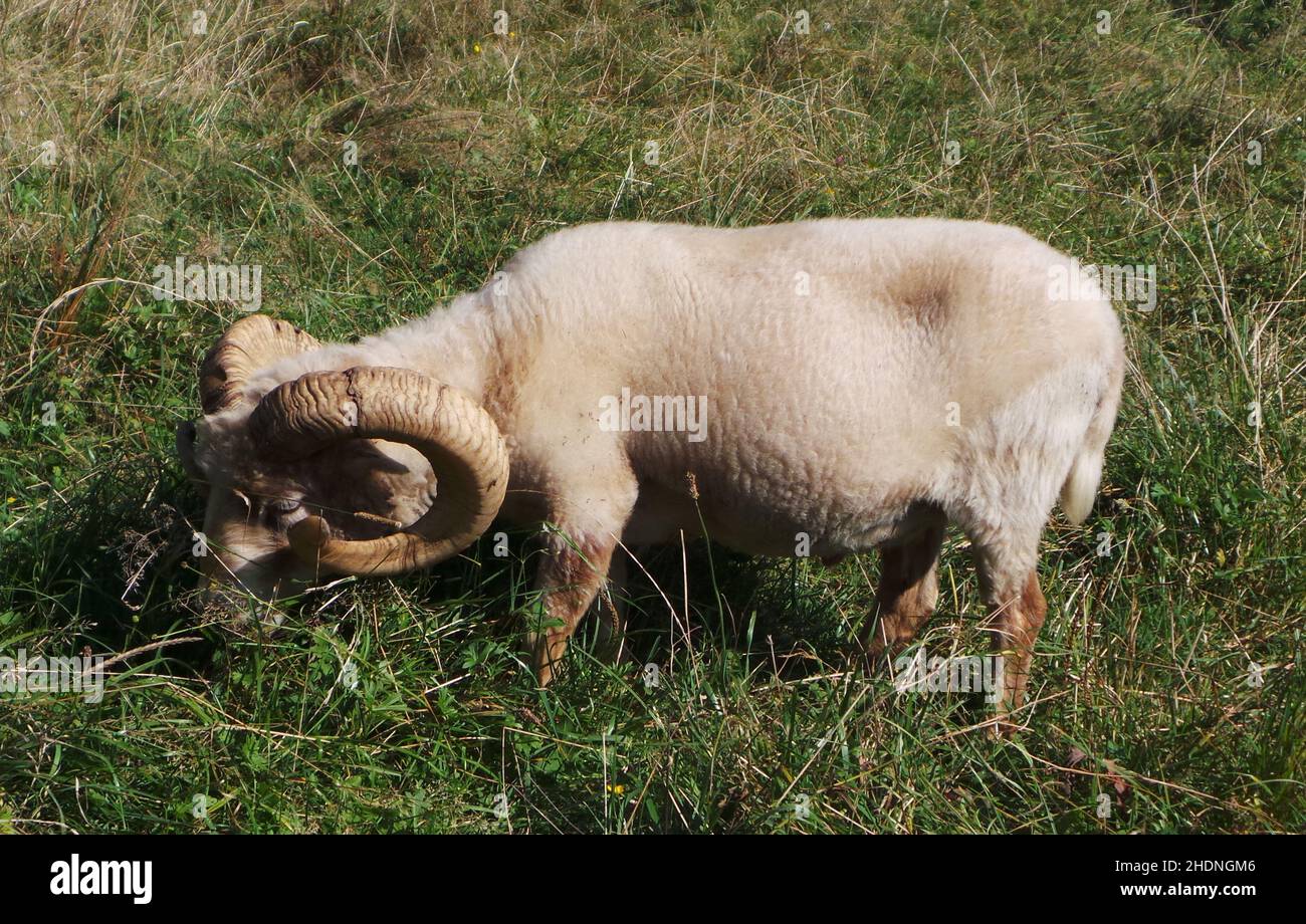 Ram portraits hi-res stock photography and images - Alamy