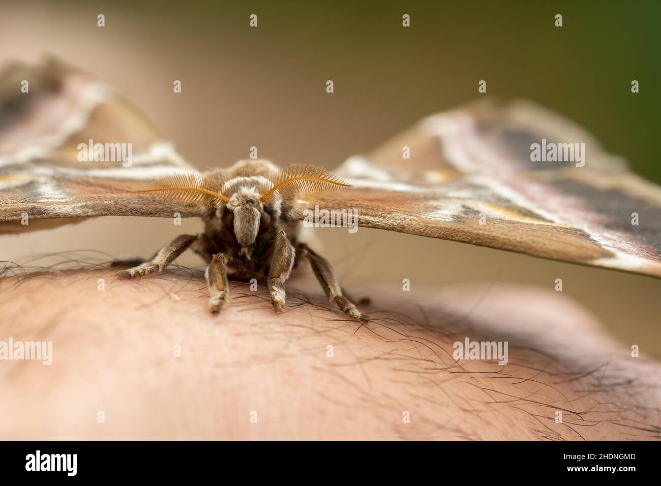 Hairy wing hi-res stock photography and images - Alamy