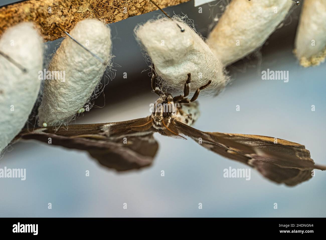 Moth natural hi-res stock photography and images - Alamy