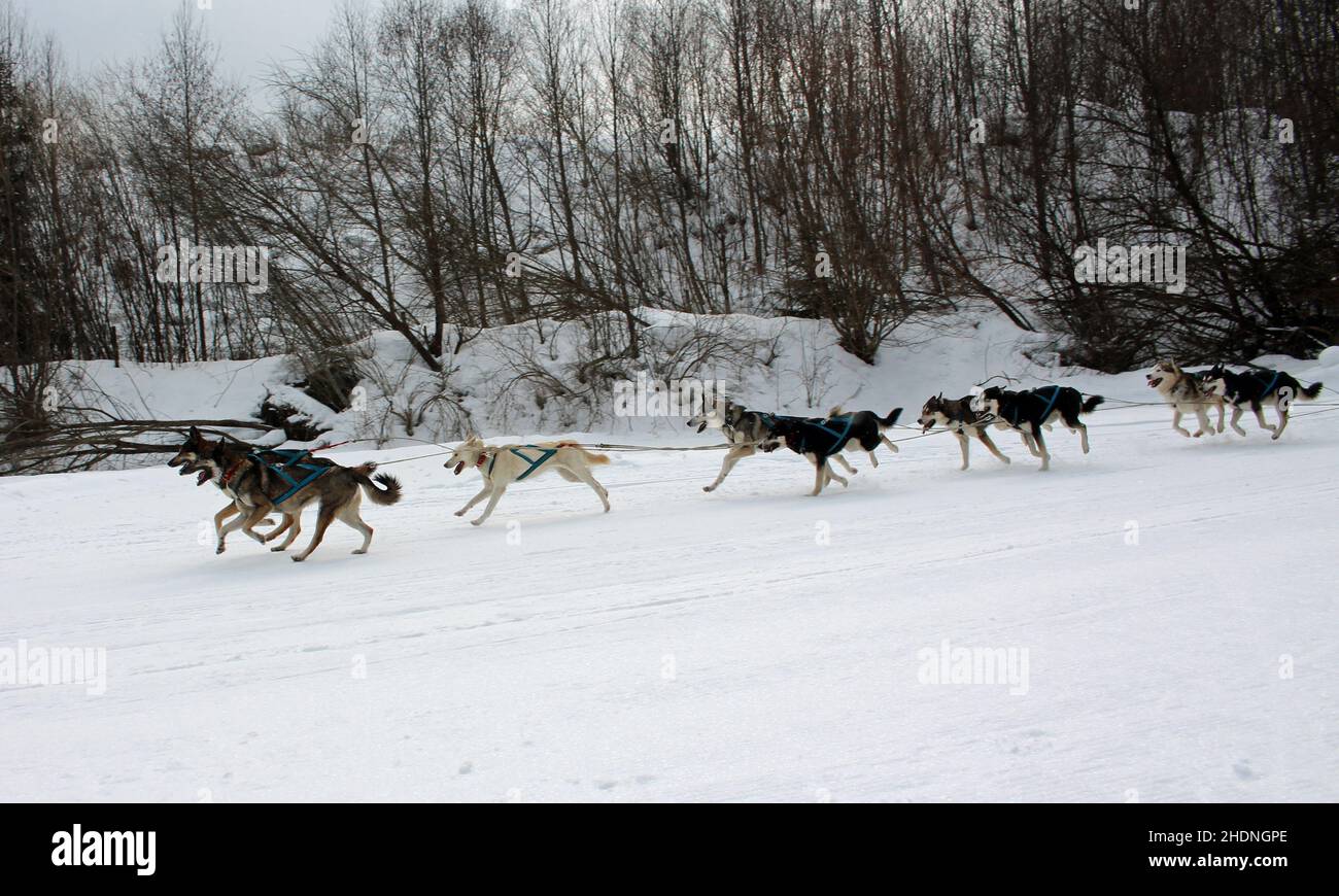 sled dog, dog sledding, sled dogs Stock Photo - Alamy