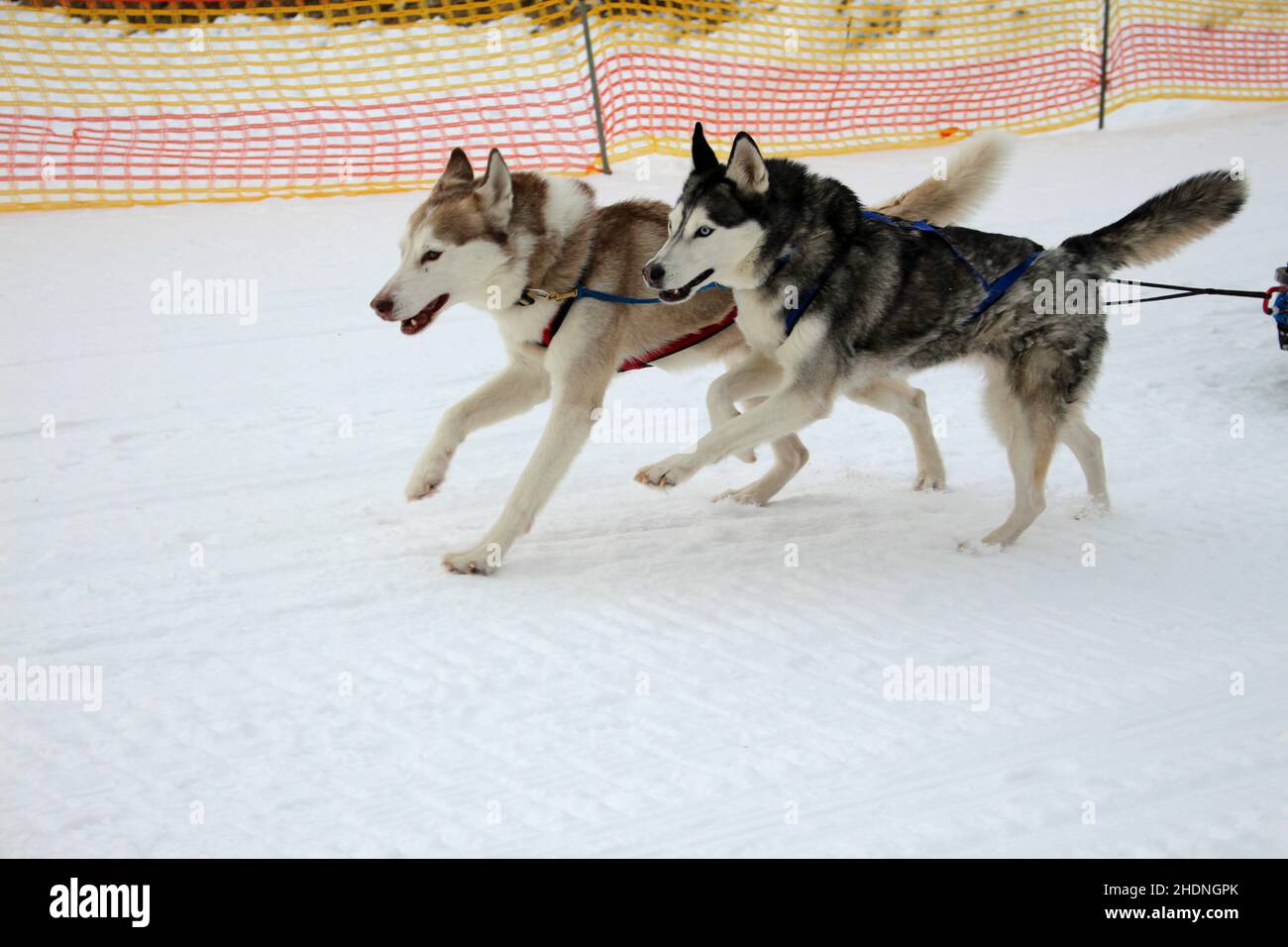 sled dog, dog sledding, sled dogs Stock Photo - Alamy