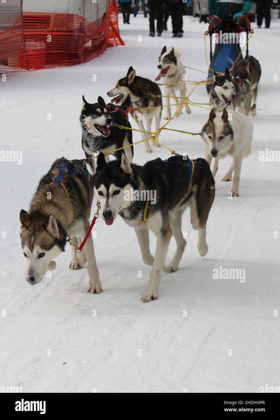 sled dog, dog sledding, sled dogs Stock Photo - Alamy