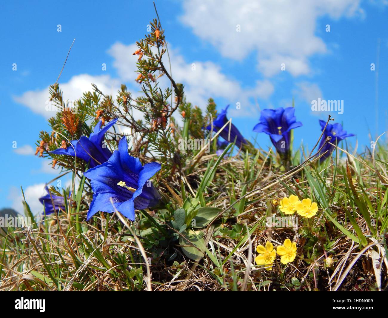 Gentianas hi-res stock photography and images - Alamy