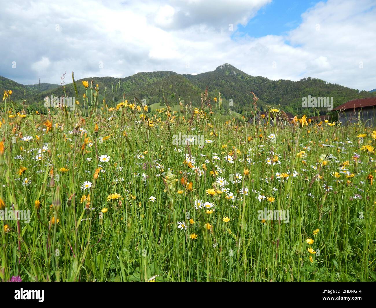 flower meadow, flower meadows Stock Photo - Alamy