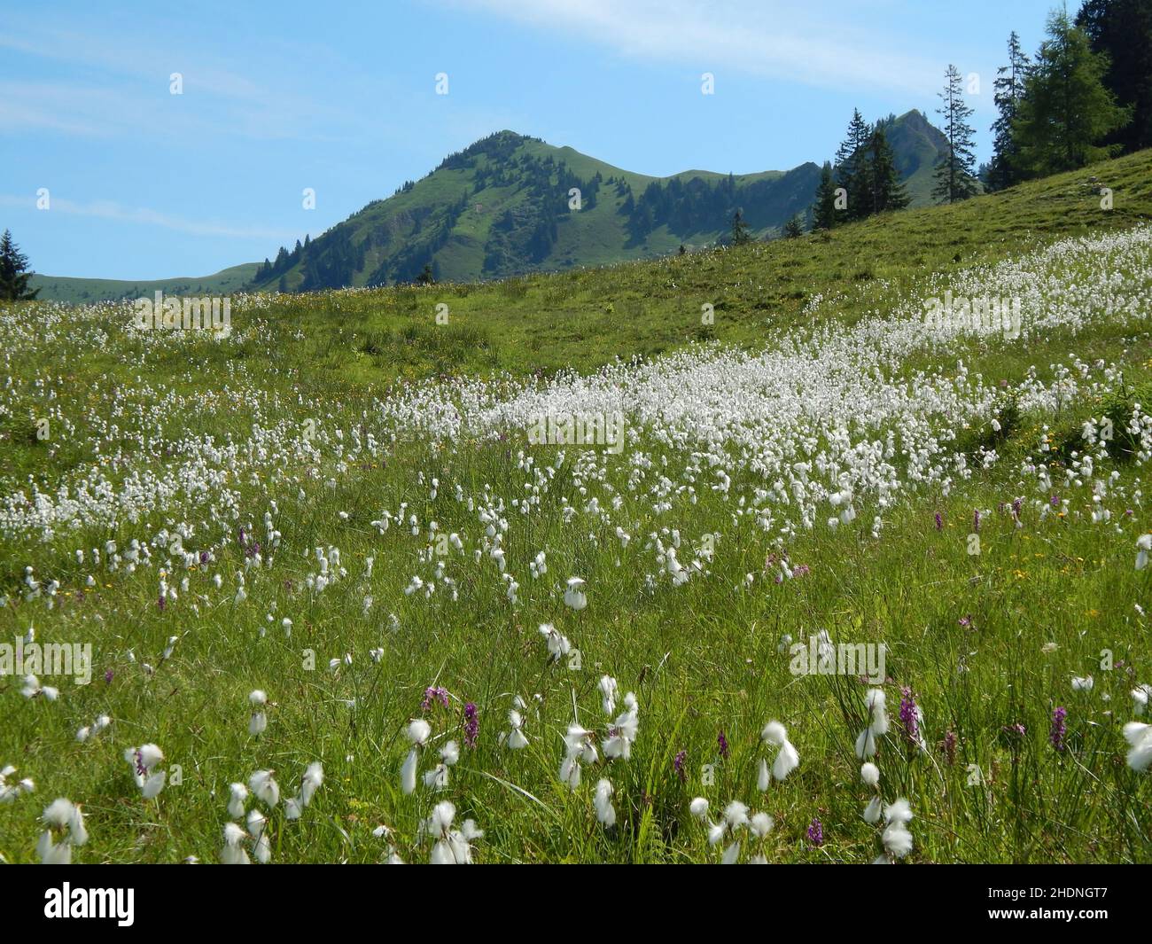 alp, cotton, alps, cottons Stock Photo - Alamy