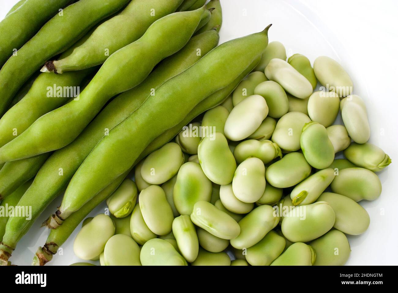 field bean, field beans Stock Photo - Alamy