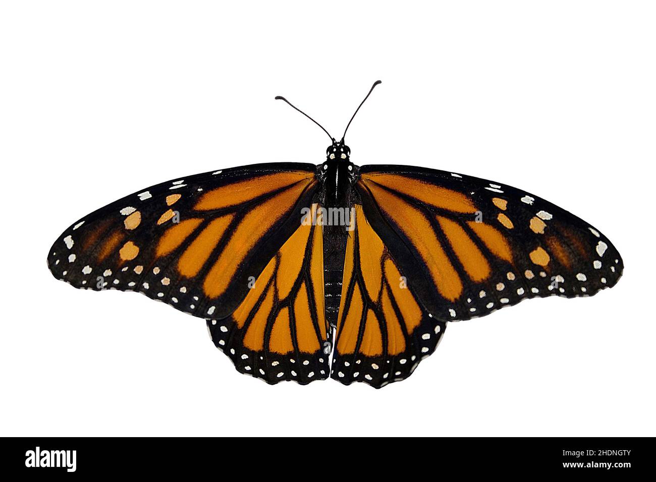 Studio portrait monarch hi-res stock photography and images - Alamy