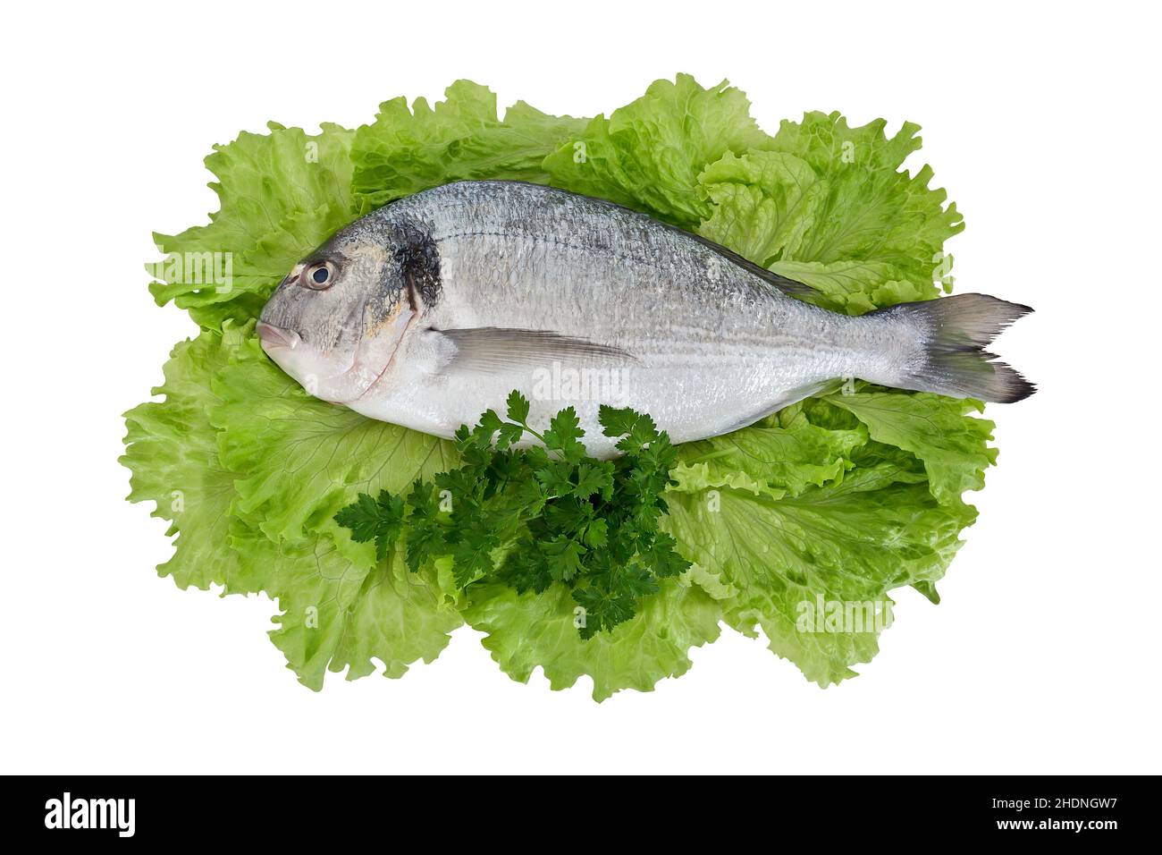 fish, gilt head bream, fishes, gilt-head breams Stock Photo - Alamy