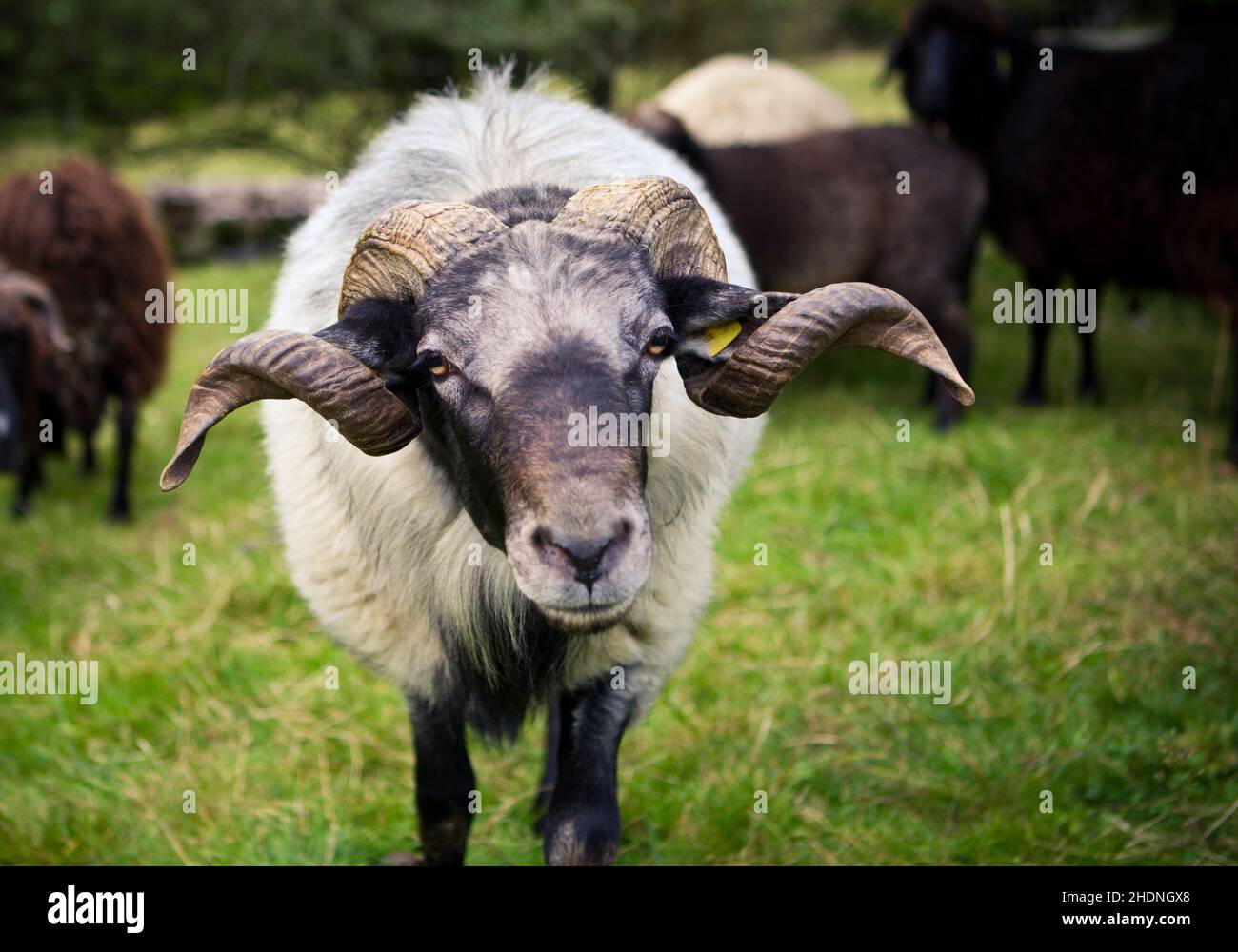 sheep, ram, sheeps, rams Stock Photo - Alamy