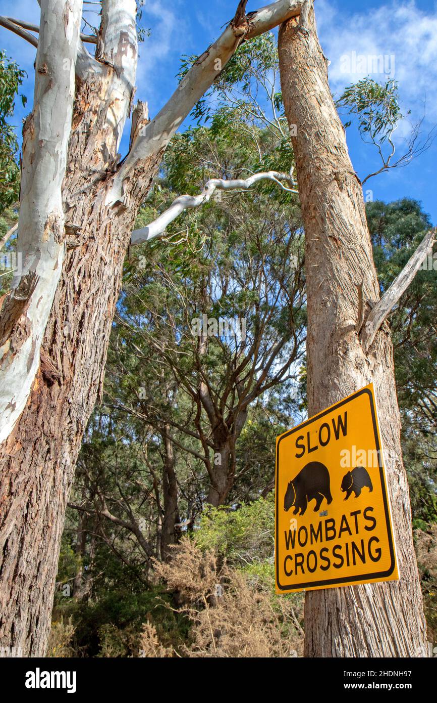 Wombats crossing sign Stock Photo - Alamy