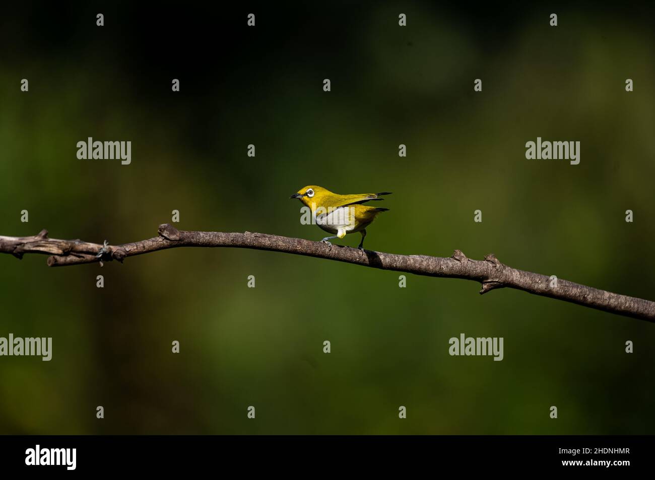 Beautiful shallow focus shot of an Oriental Eye bird standing on a ...