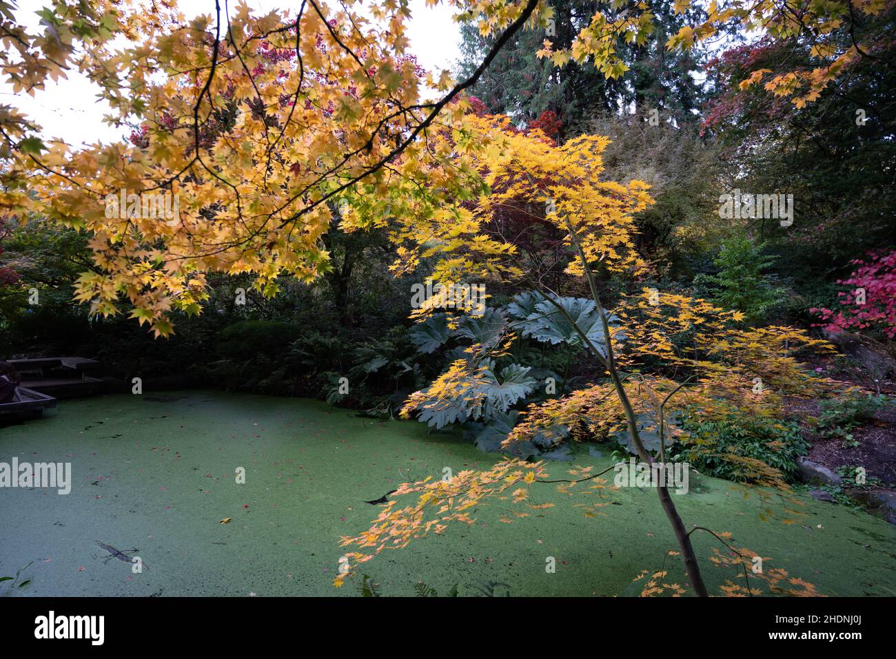 Mesmerizing view of the nature in Washington Park Arboretum Stock Photo ...