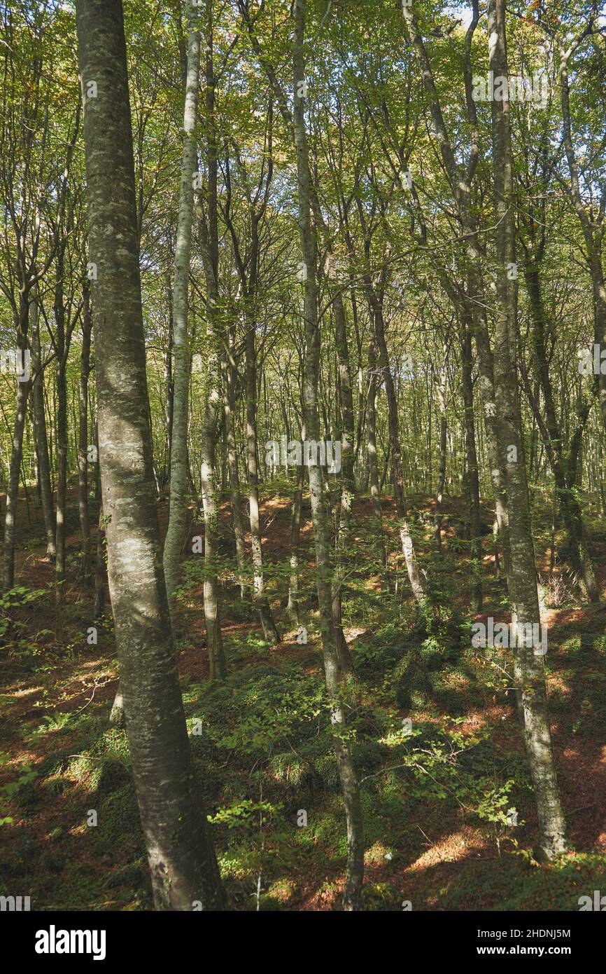 Beautiful view of trees with slim trunks and grass in the forest in La ...