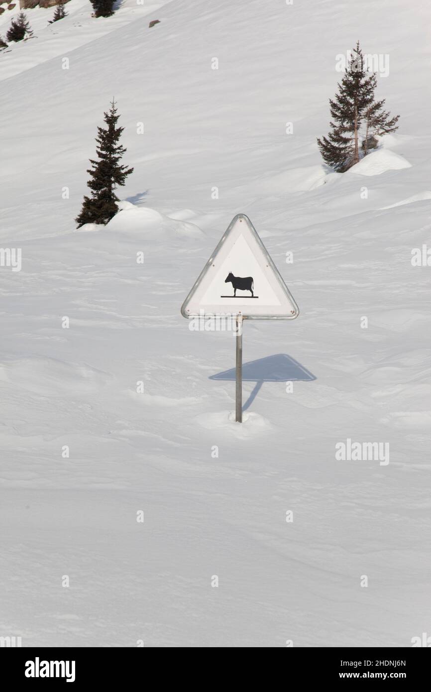 humor & bizarre, cow, snowy, information sign, humor and bizarre, cows ...