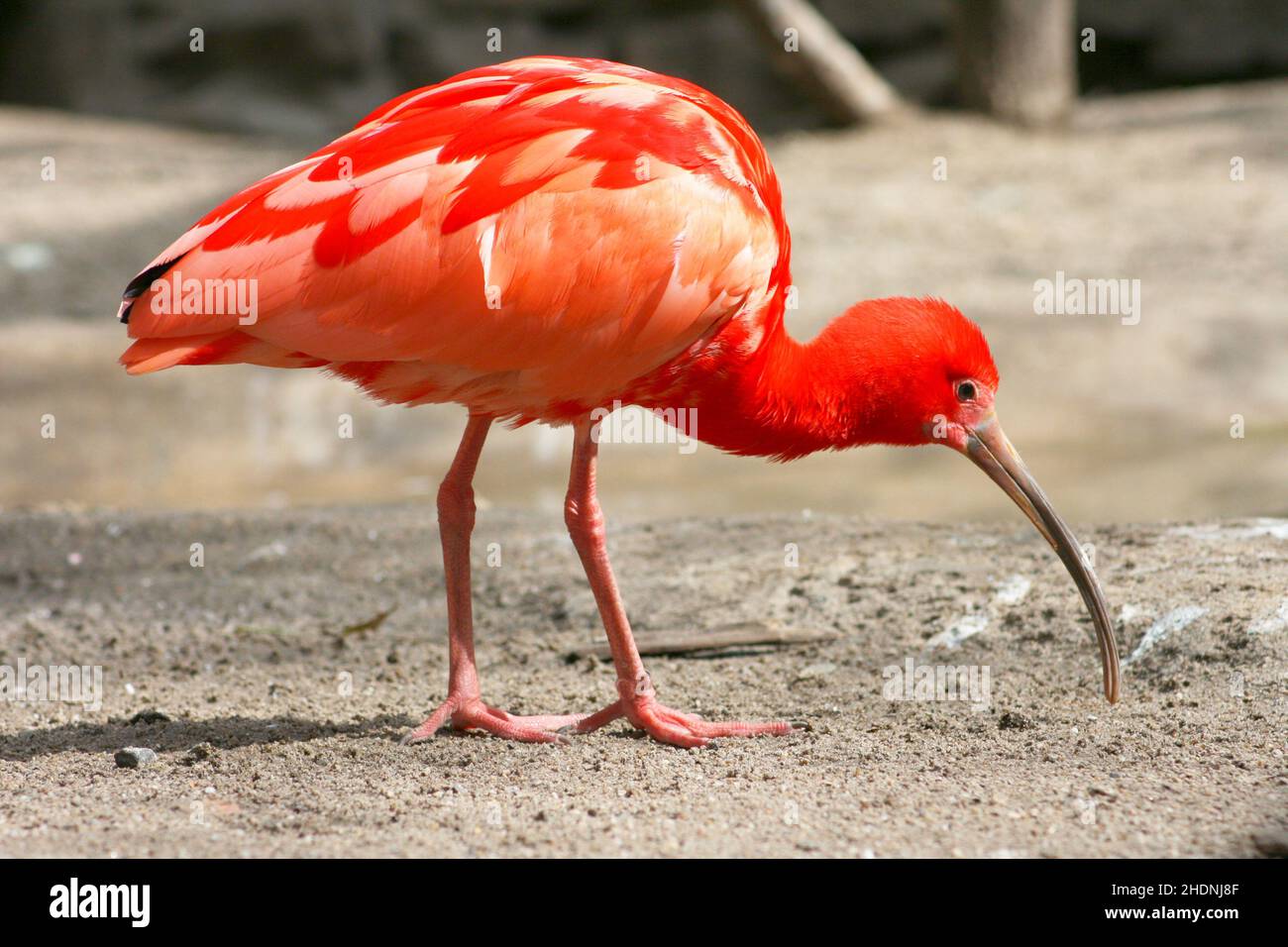 Scarlet ibis full view hi-res stock photography and images - Alamy