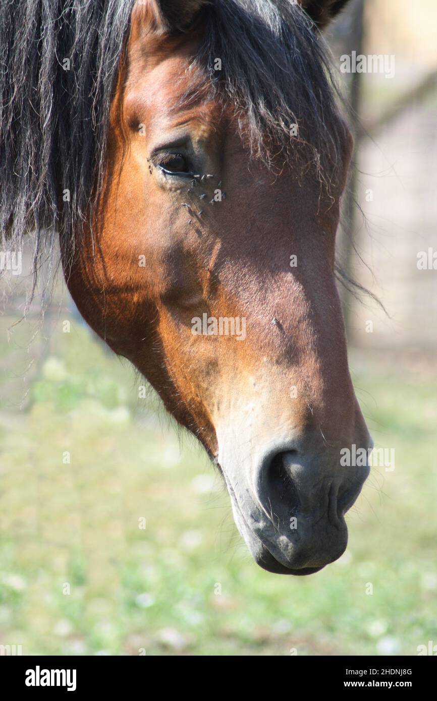 horse, horsehead, horses, horseheads Stock Photo - Alamy
