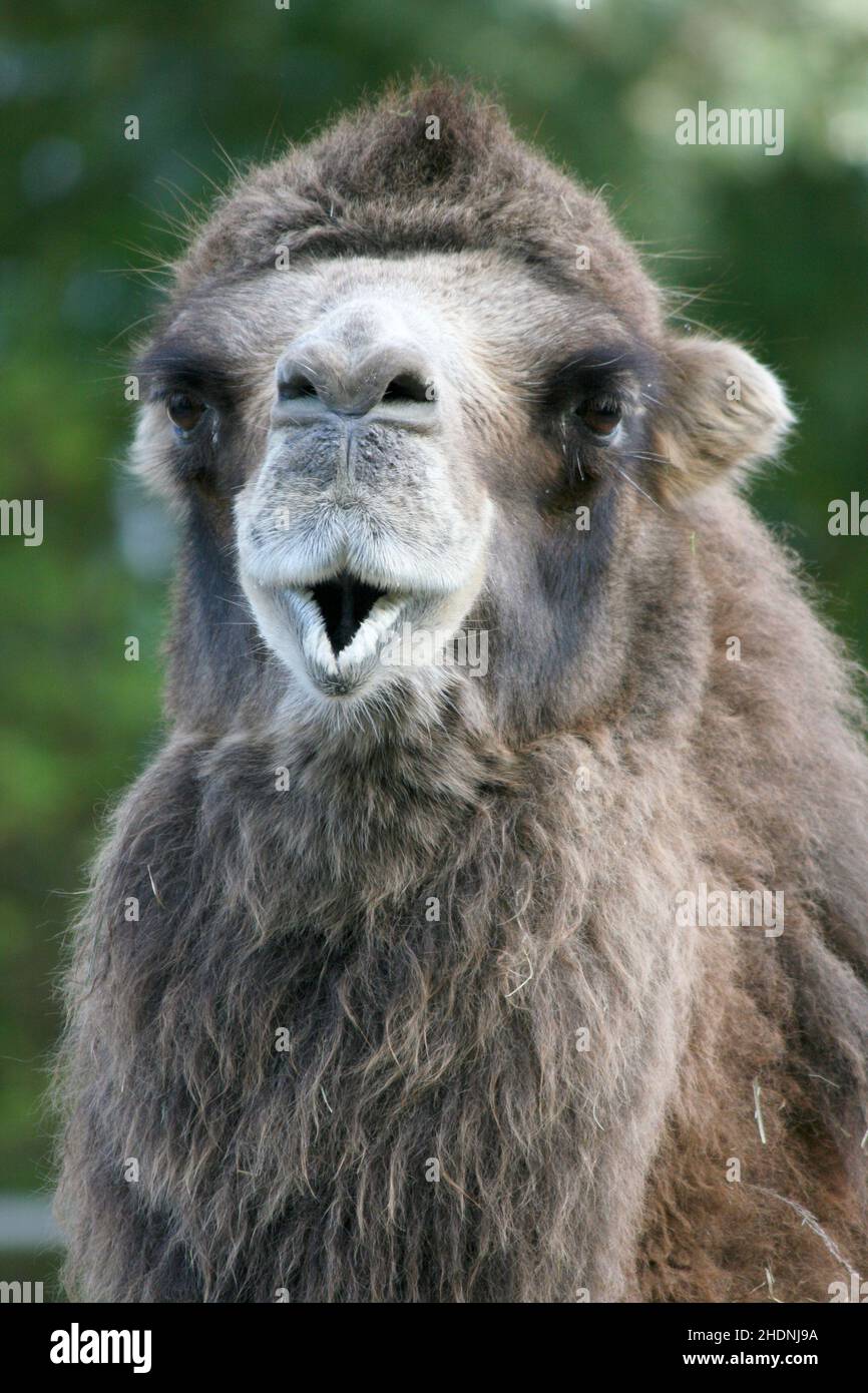 Camel heads hi-res stock photography and images - Alamy