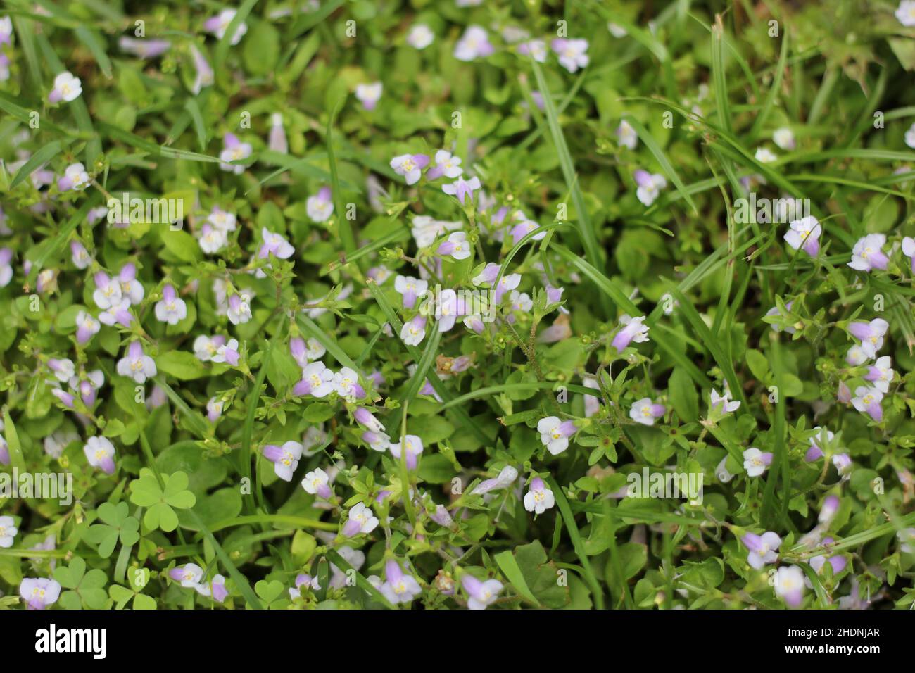 Field of Small Wildflowers in Rural East Texas Stock Photo - Alamy