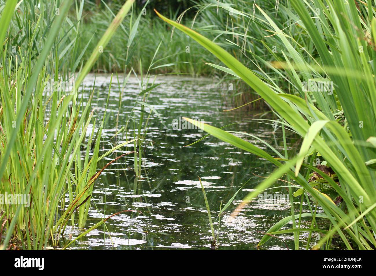 lake, reed, shore, biotope, lakes, reeds, shores, biotopes Stock Photo ...