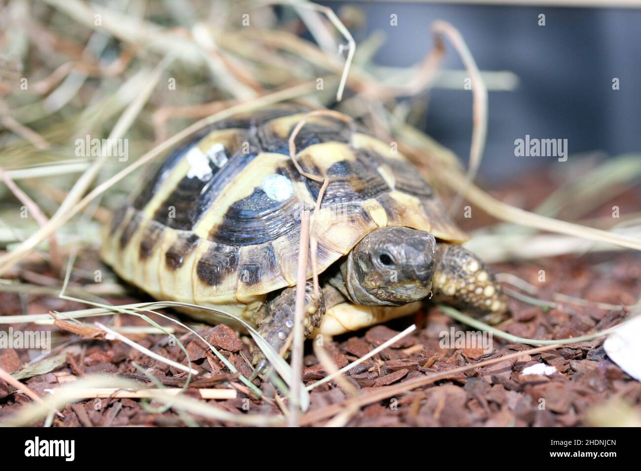 greek tortoise, greek tortoises Stock Photo - Alamy