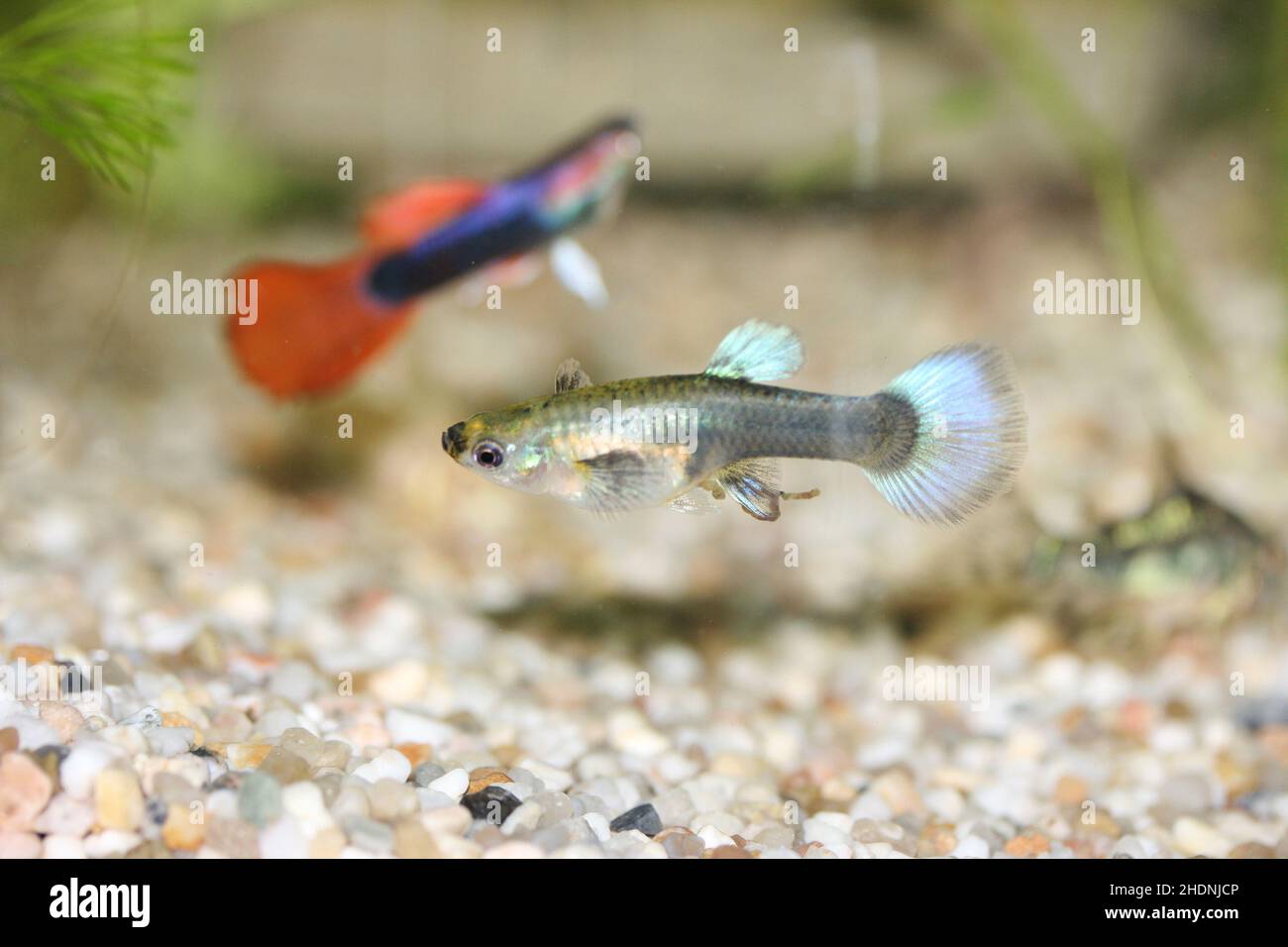 Tooth carp hi-res stock photography and images - Alamy