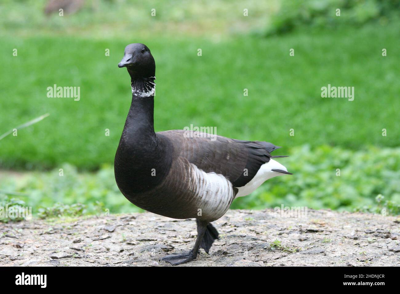 pacific brent goose, black brant Stock Photo - Alamy