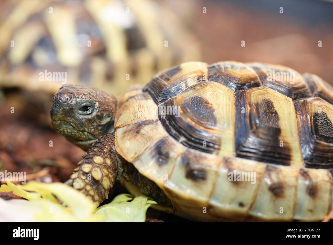 greek tortoise, greek tortoises Stock Photo - Alamy