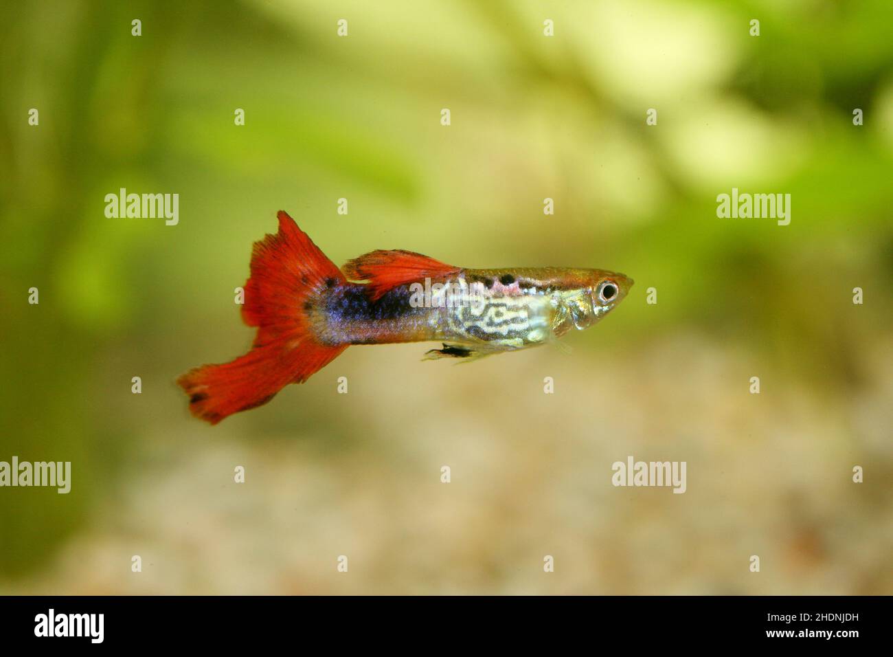 Tooth carp hi-res stock photography and images - Alamy