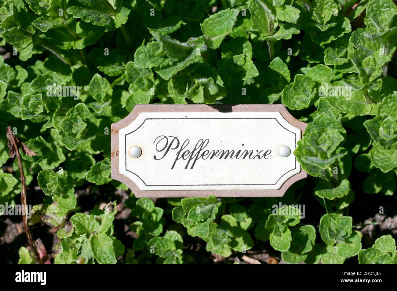 Peppermint colors hi-res stock photography and images - Alamy