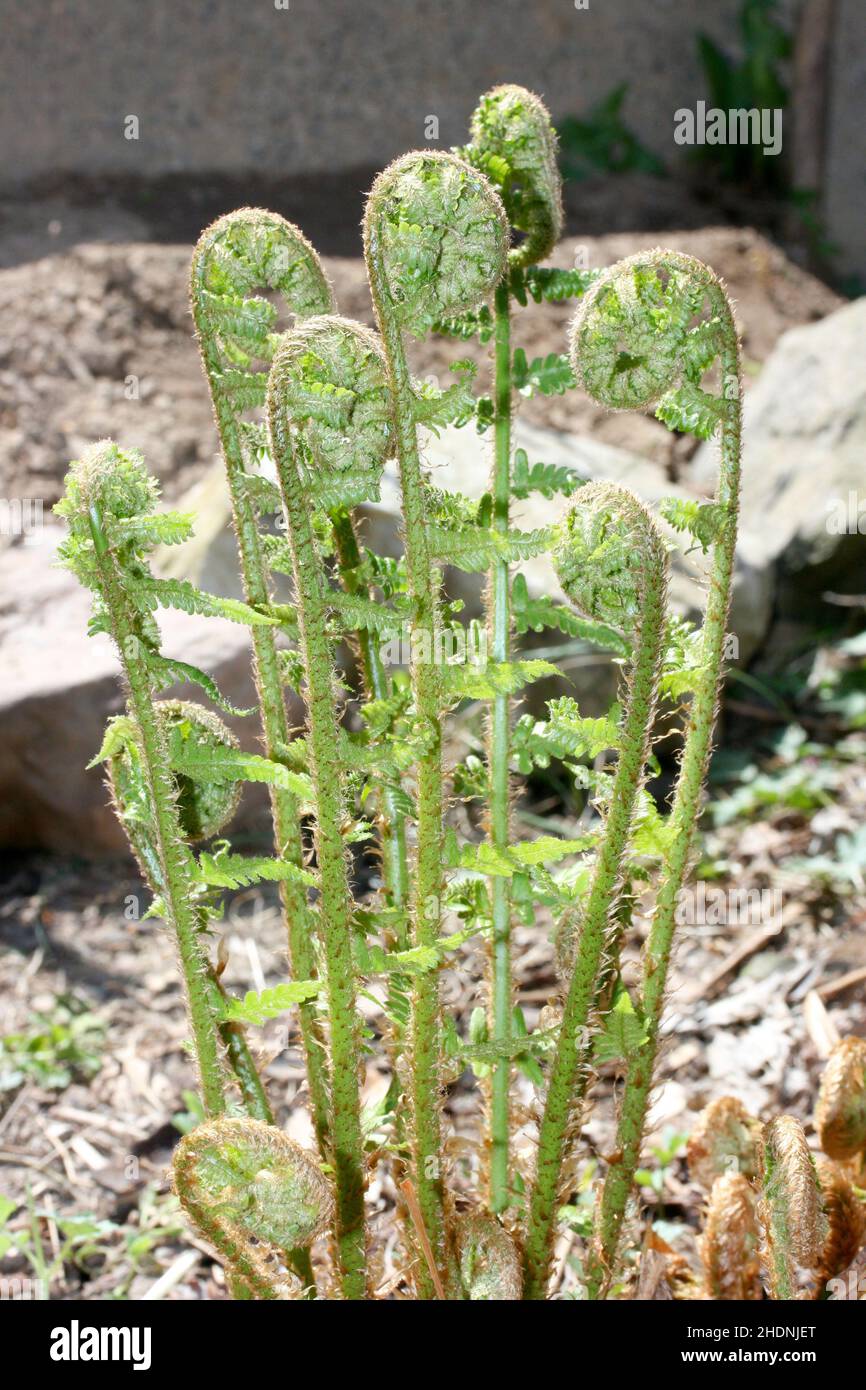 Rolleds hi-res stock photography and images - Alamy