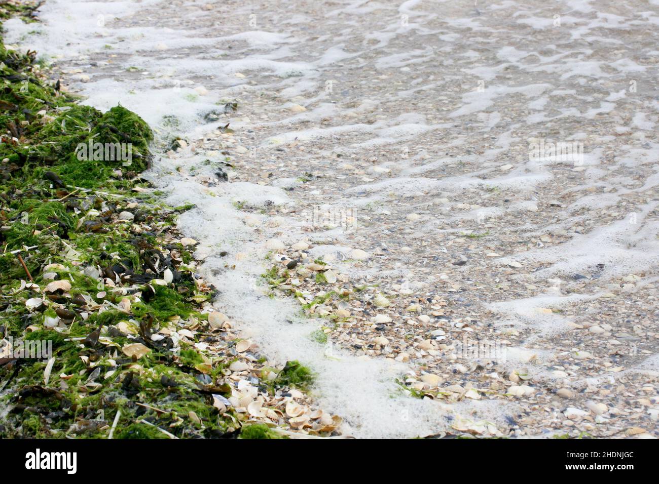 beach, washed ashore, beaches, seaside, washed ashores Stock Photo - Alamy