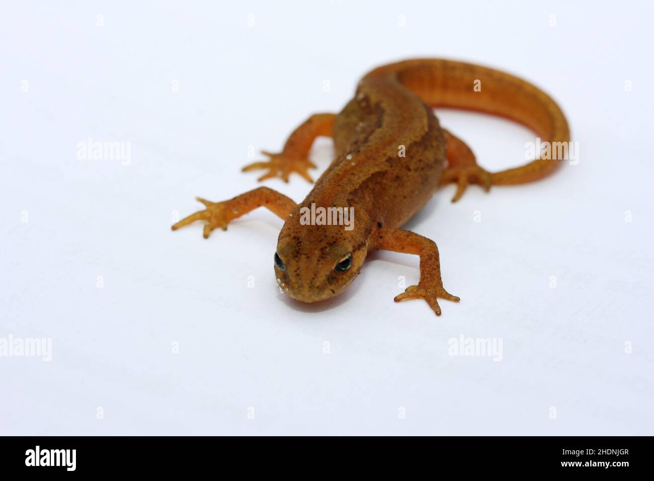 amphibian, newt, amphibians, newts Stock Photo - Alamy