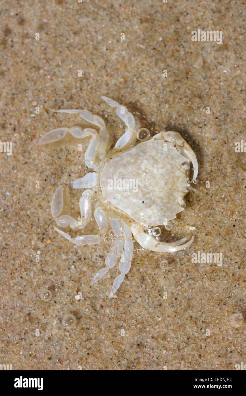 Dead crabs north sea hi-res stock photography and images - Alamy