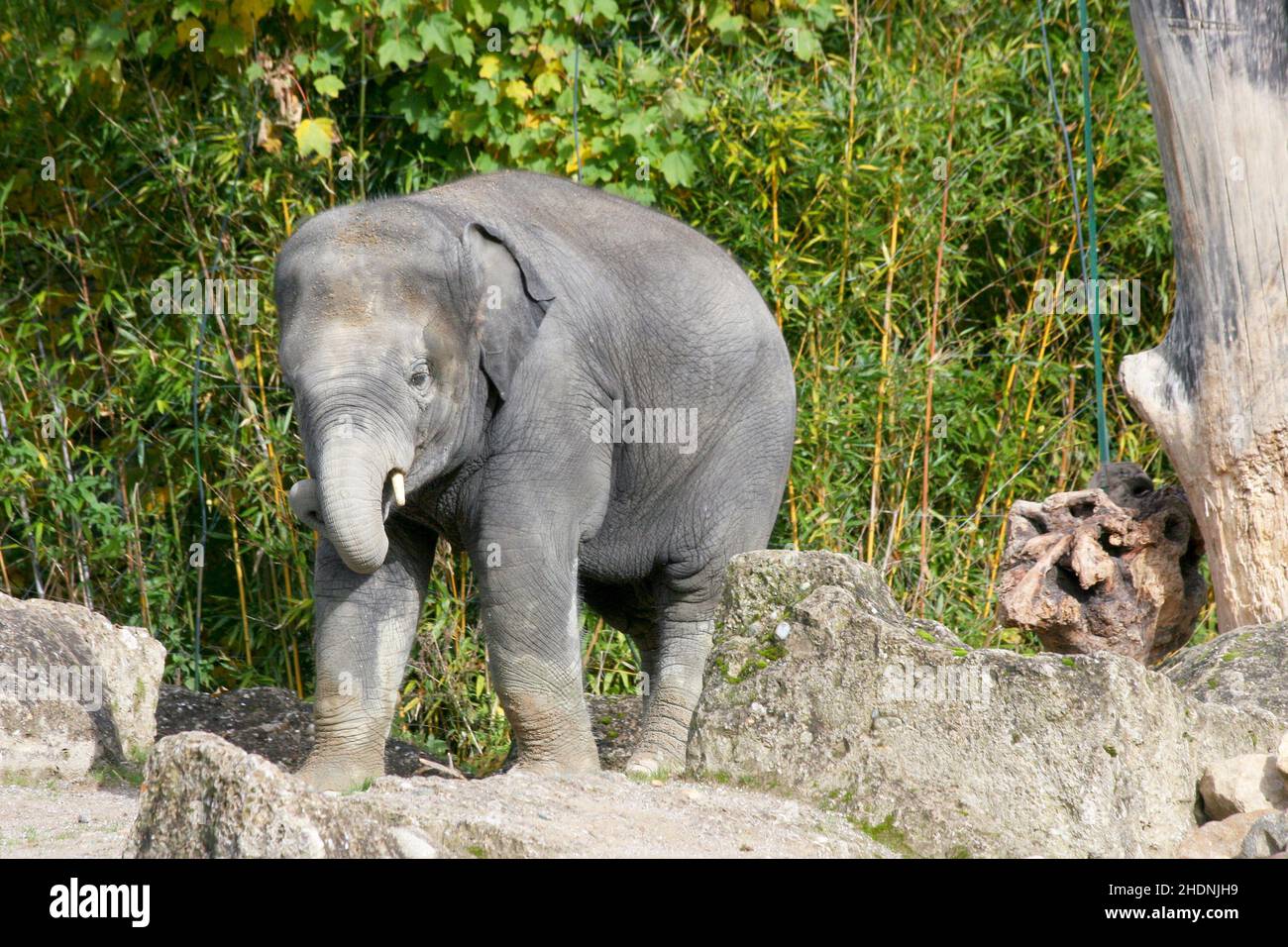 Calf elephants calves hi-res stock photography and images - Alamy