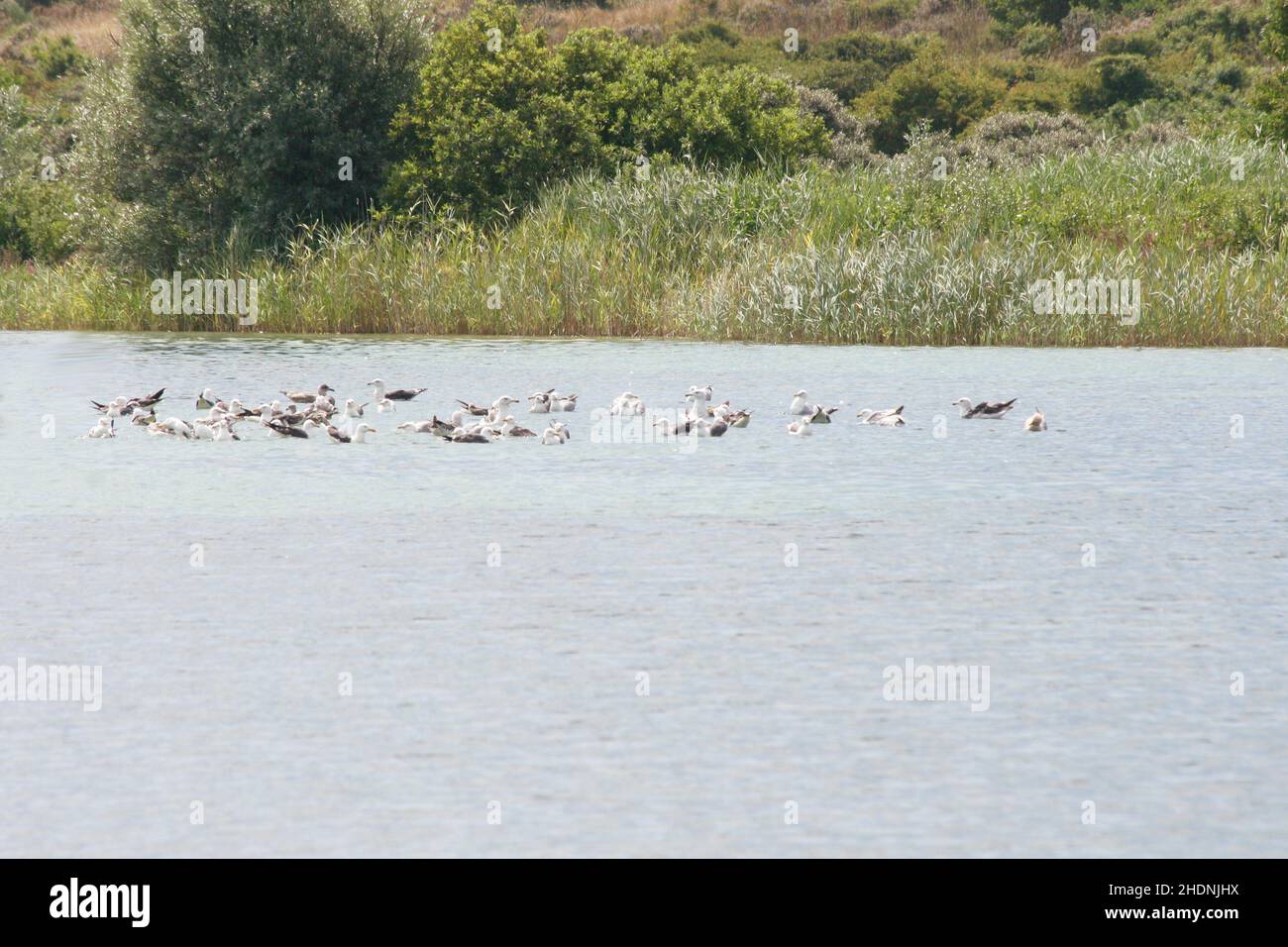 Natures flock hi-res stock photography and images - Alamy