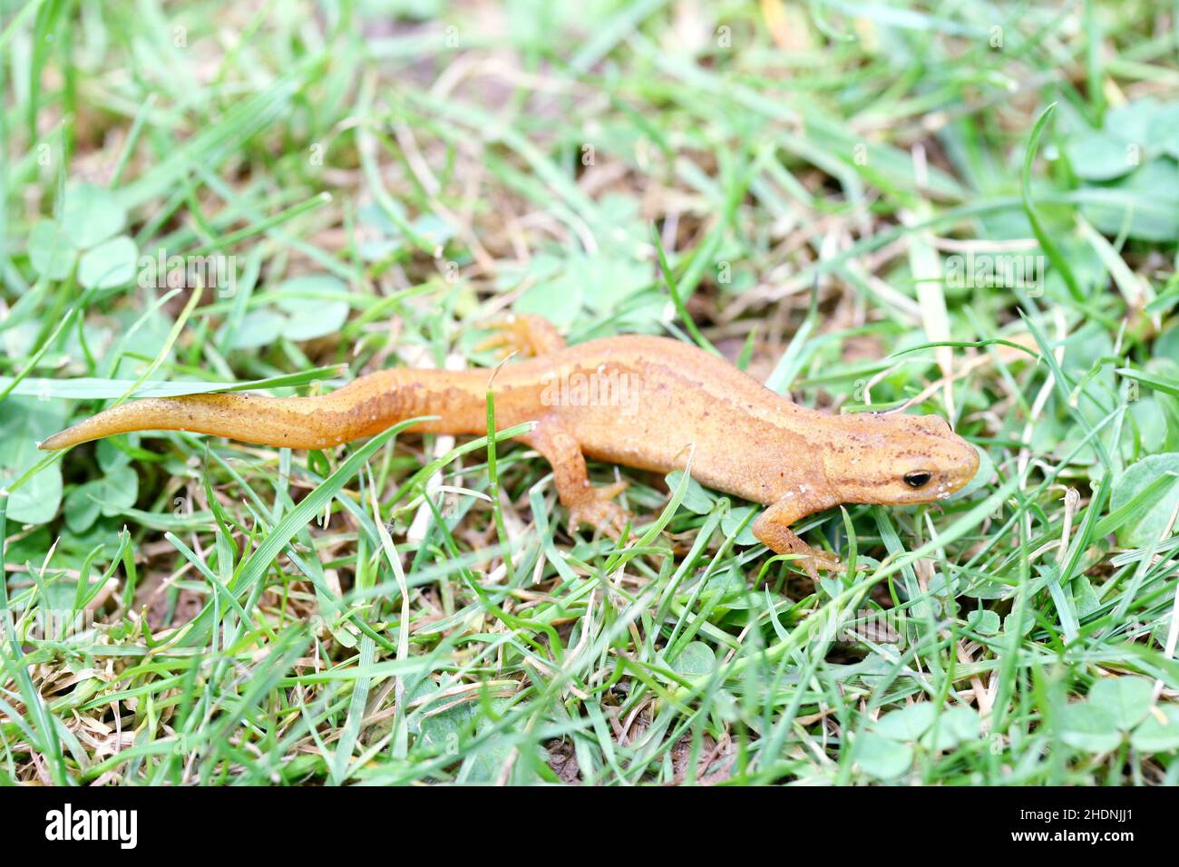 Species of newt hi-res stock photography and images - Alamy