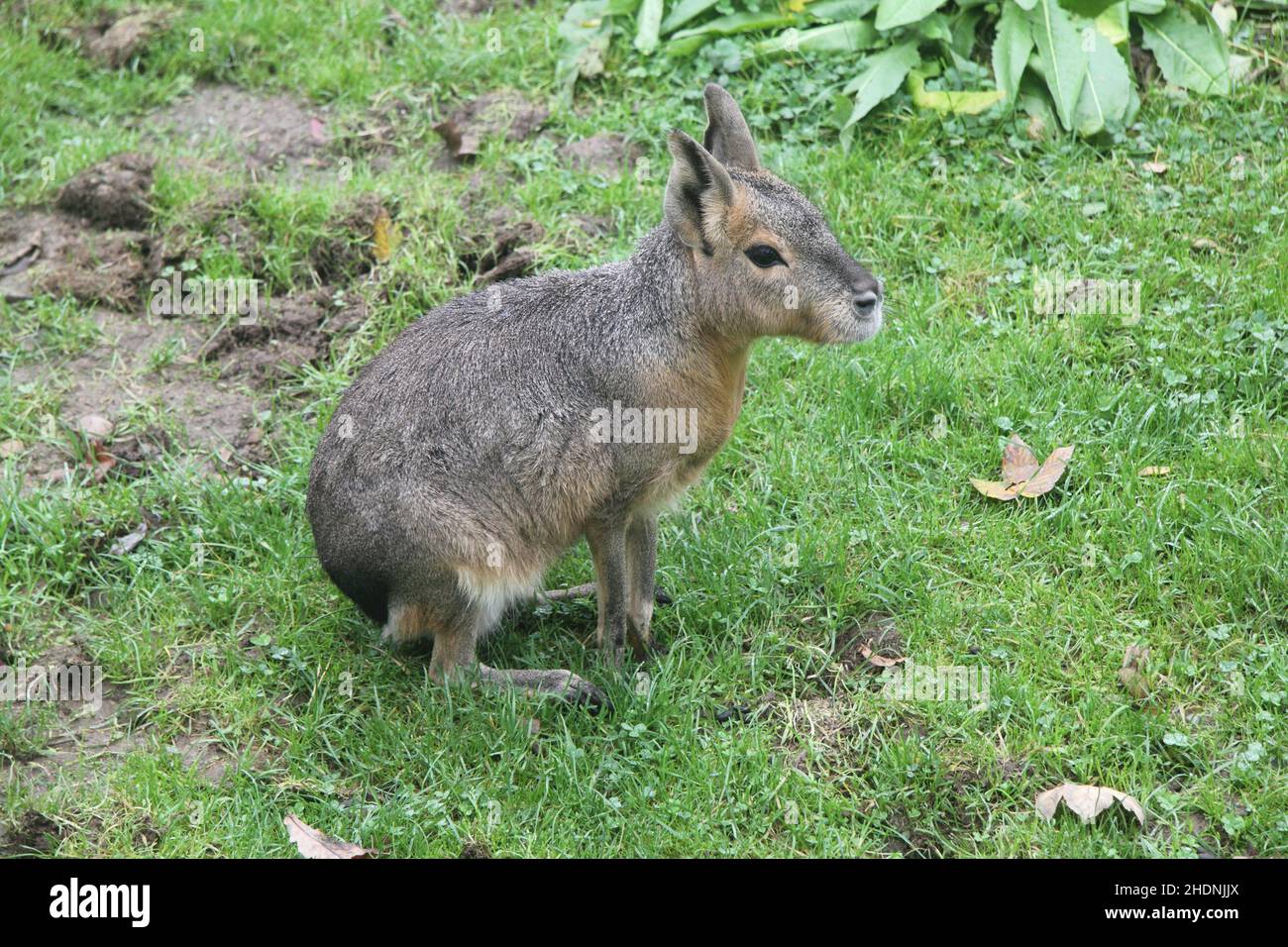 patagonian mara, patagonian maras Stock Photo - Alamy