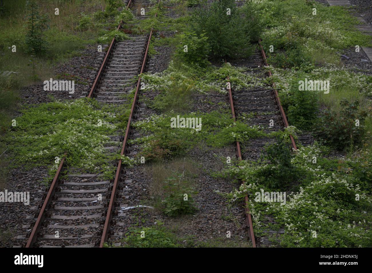 High angle shot of train tracks covered in greenery during daylight ...