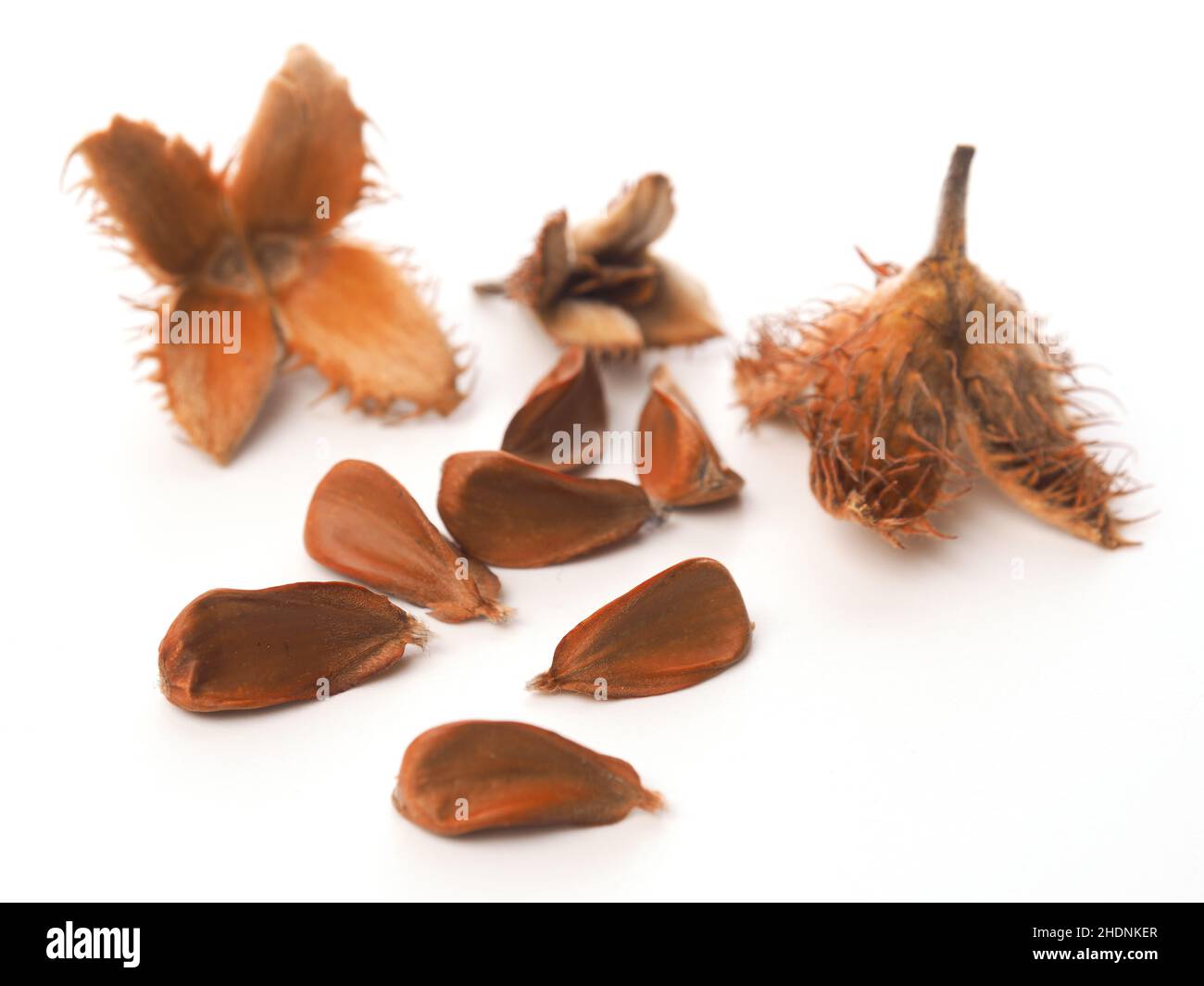 beech nut, beech nuts Stock Photo - Alamy
