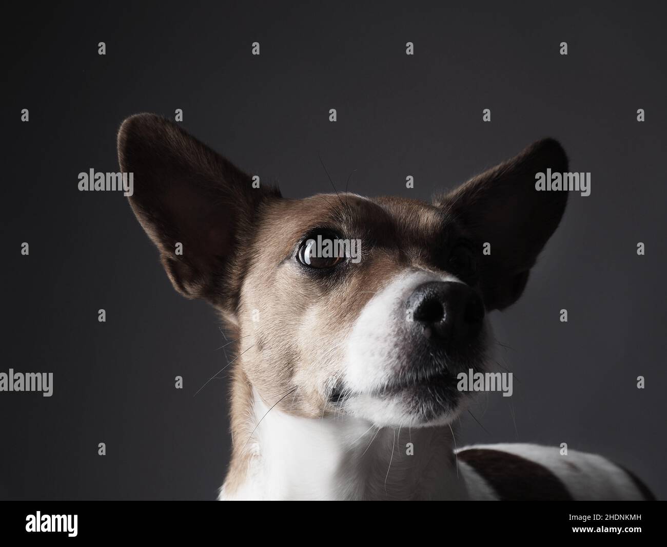 animal portrait, jack russell terrier, animal portraits, jack russell ...