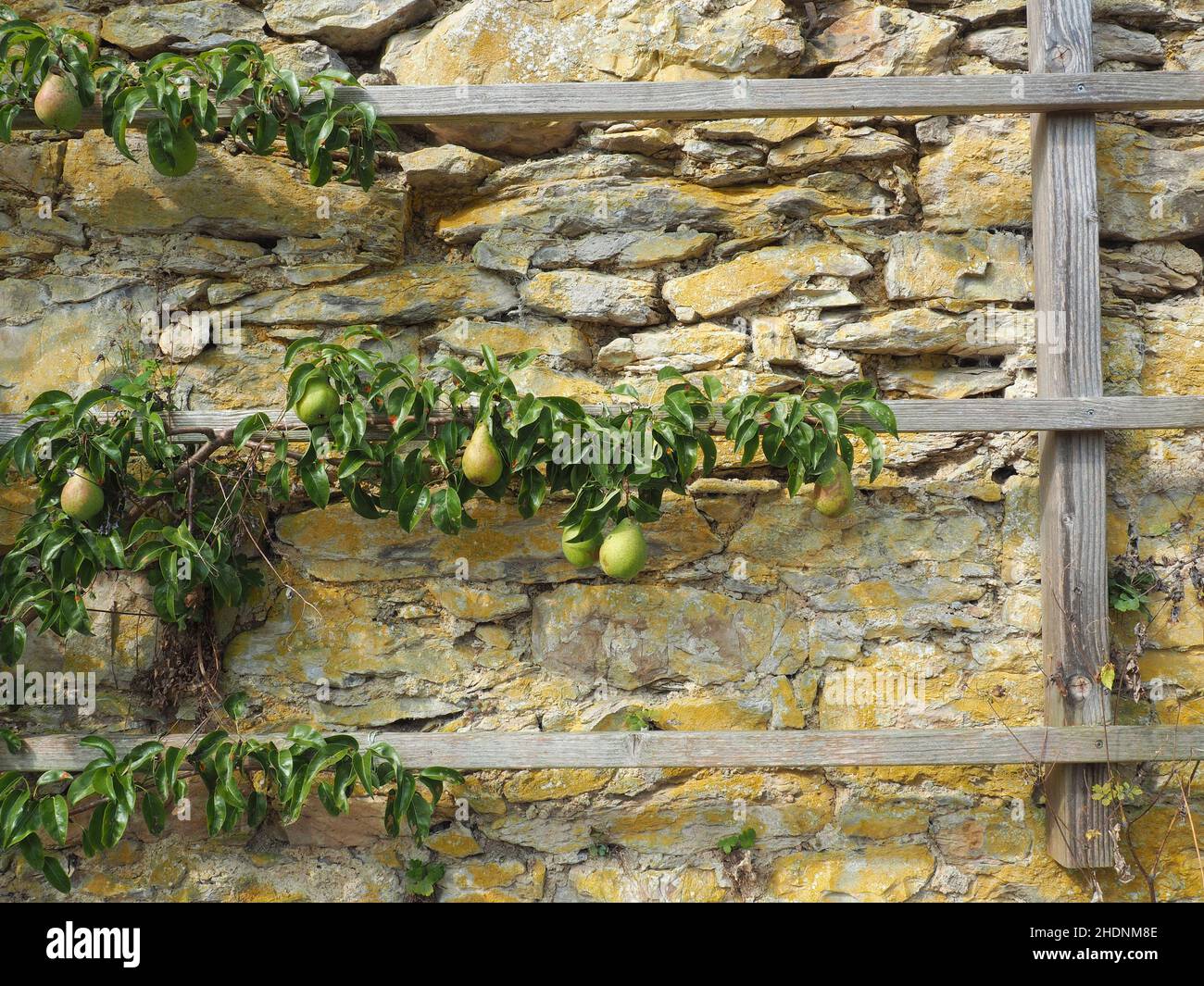 pear, wall fruit, pears, wall fruits Stock Photo - Alamy