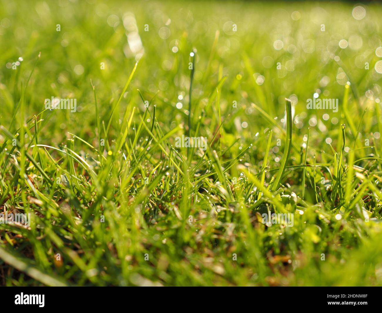 meadow, dew, meadows, dews Stock Photo - Alamy