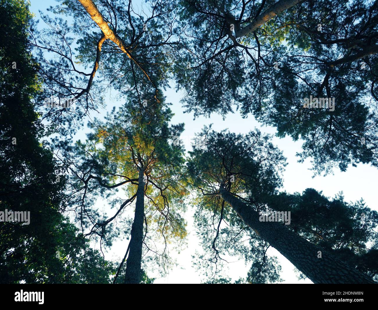 tree canopy, tree canopies Stock Photo - Alamy
